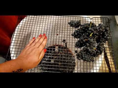 Wine Making Tips & Tricks. Removing Grapes From the Stem. - YouTube