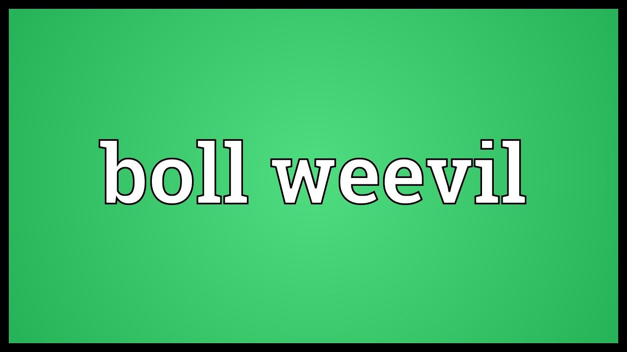 Boll weevil Meaning - YouTube