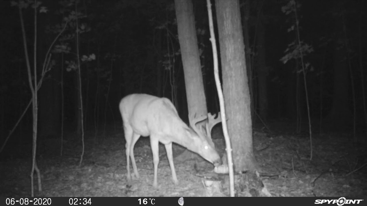 Buck at night in the woods - Buck dans la nuit dans le bois - YouTube