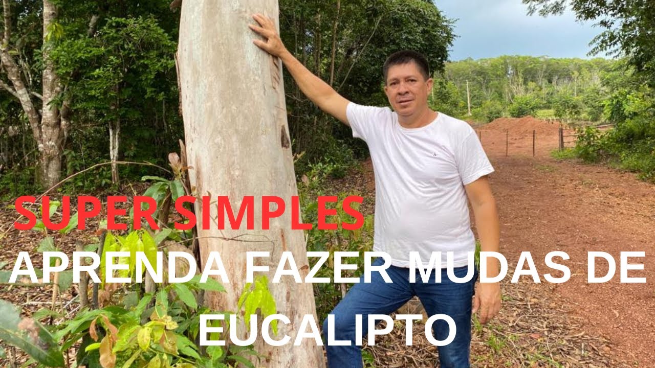 APRENDA FAZER MUDAS DE EUCALIPTO - YouTube