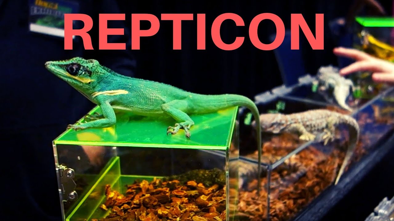 Repticon - 2019 - Pembroke Pines Florida - REPTILE SHOW - SNAKES ...