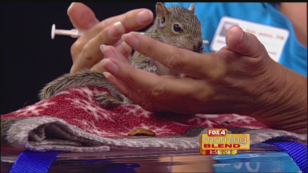 Peace River Wildlife - YouTube