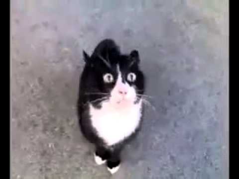 Derdini Anlatamayan Kedinin Dramı