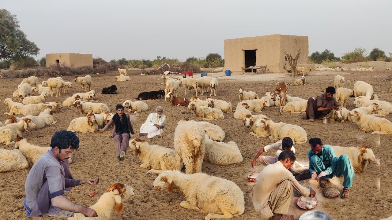 Morning routine of herdsmen tending animals in the Cholistan desert ...