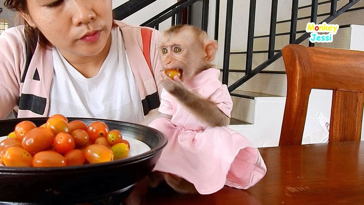 Cute baby monkey Jessy yummy munch ripe potatoes - YouTube