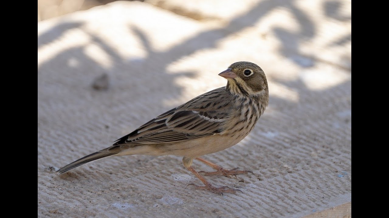 Ortolan Buntings | Ortolan Bunting: A Songbird of Beauty and Mystery ...