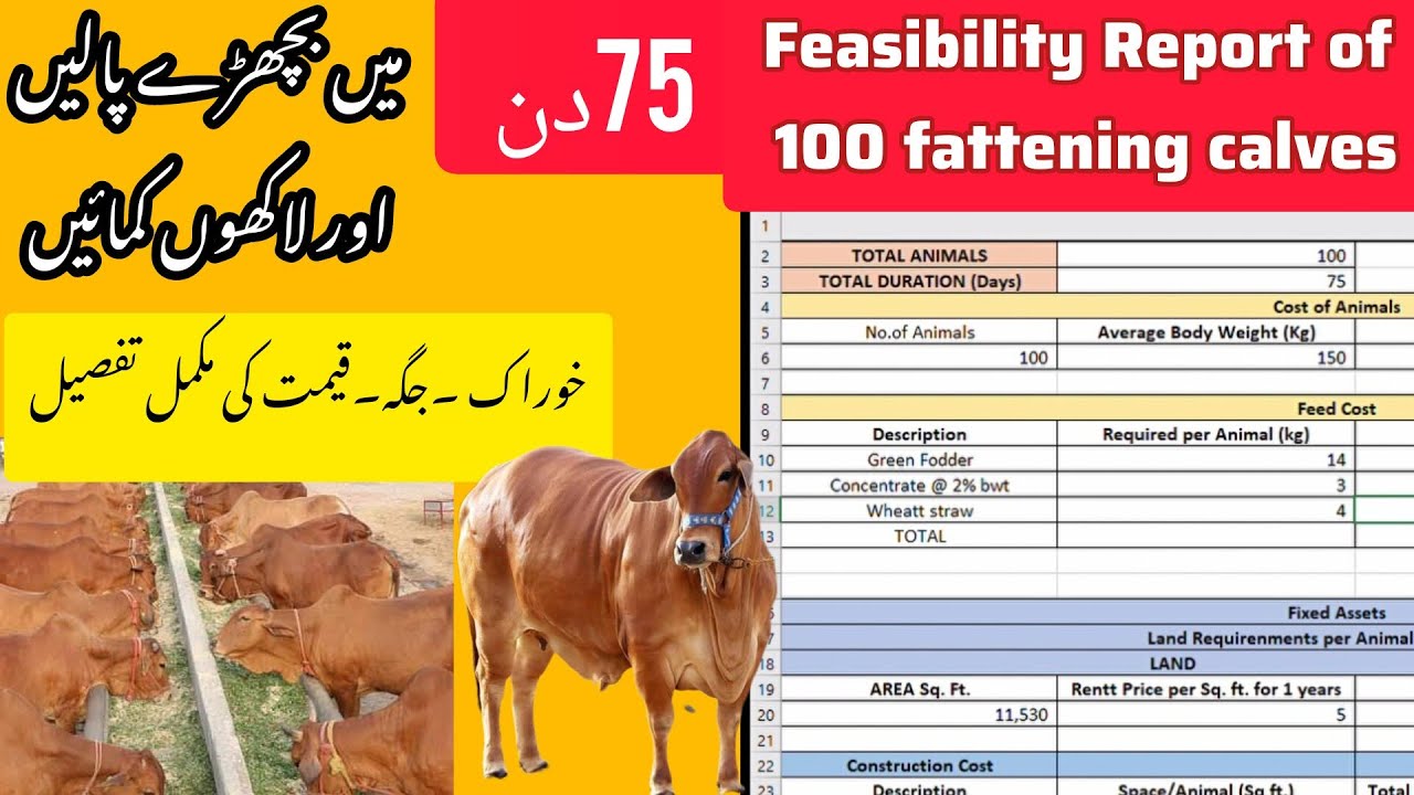 Feasibility report of 100 beef(Sahiwal) calves by excel sheet - YouTube