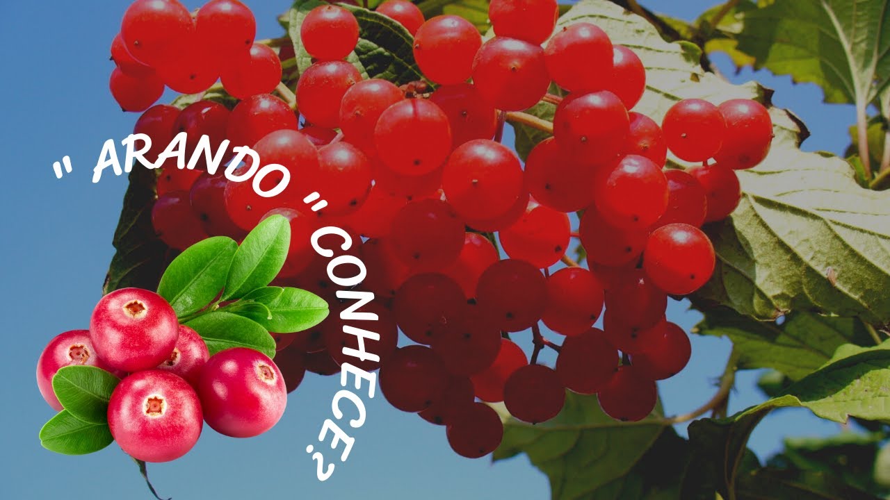 " ARANDO " - CONHECE? - YouTube