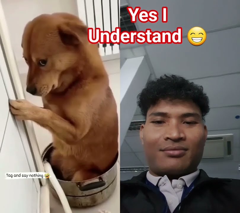 Yes I Understand Sir 😁#amazing #animals #funny #doglife - YouTube