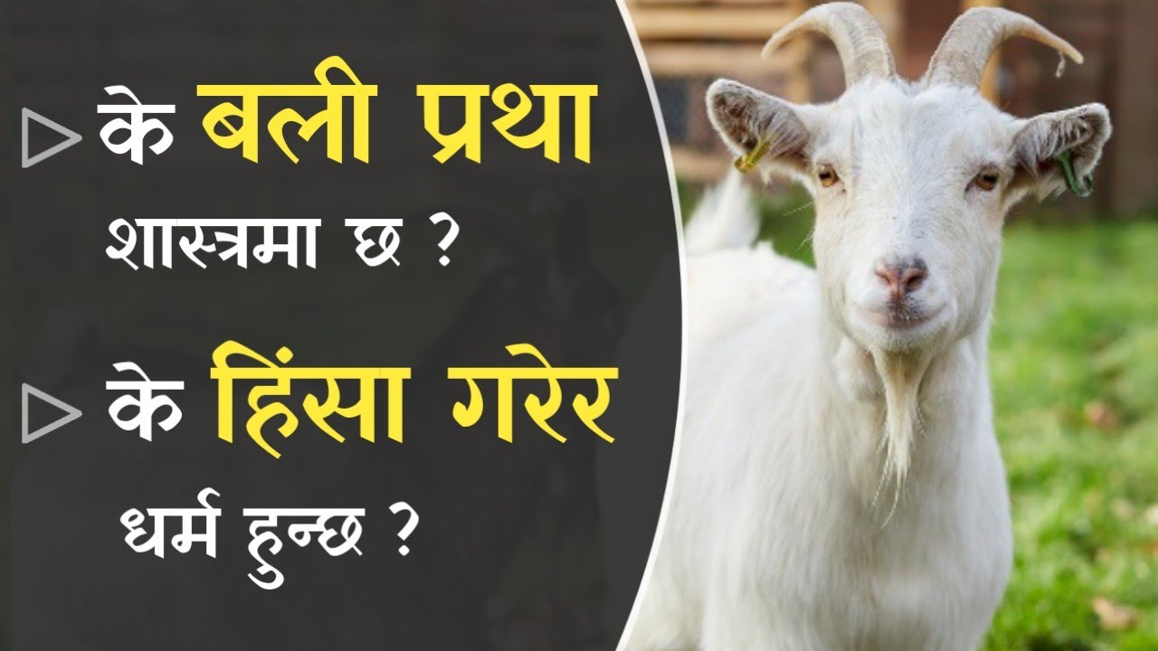 पशु बलि सहि कि गलत || Pashu Bali || Pashu bali in Hinduism || Bali ...