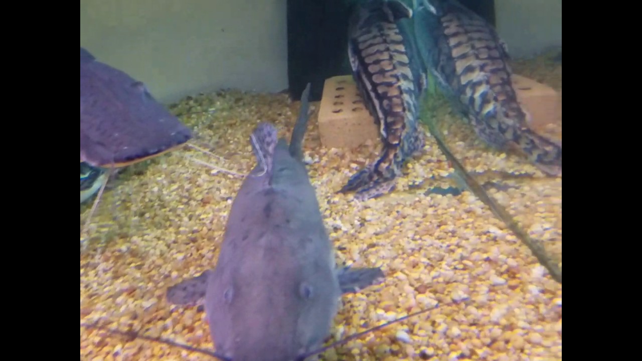 Ohio Fish Rescue - Newest walkthrough of fish room 11/09/2017 - YouTube