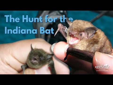 OKNP's Hunt for the Indiana Bat - YouTube