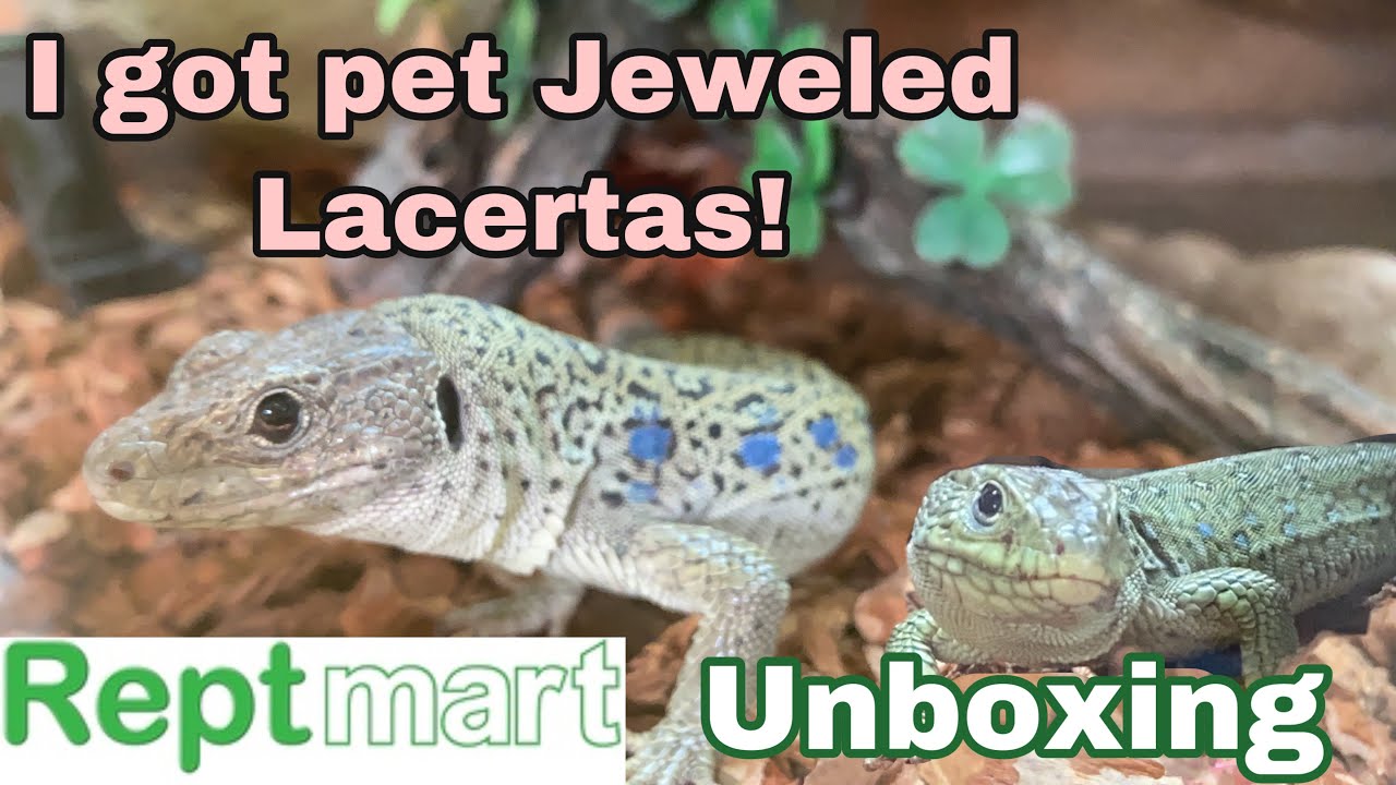 NEW PETS! Jeweled Lacertas! Ocellated Lizards Unboxing From Reptmart ...
