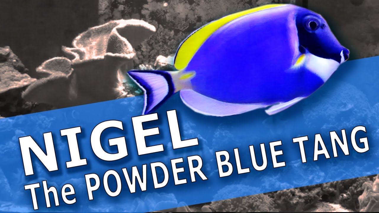 NIGEL The POWDER BLUE TANG - YouTube