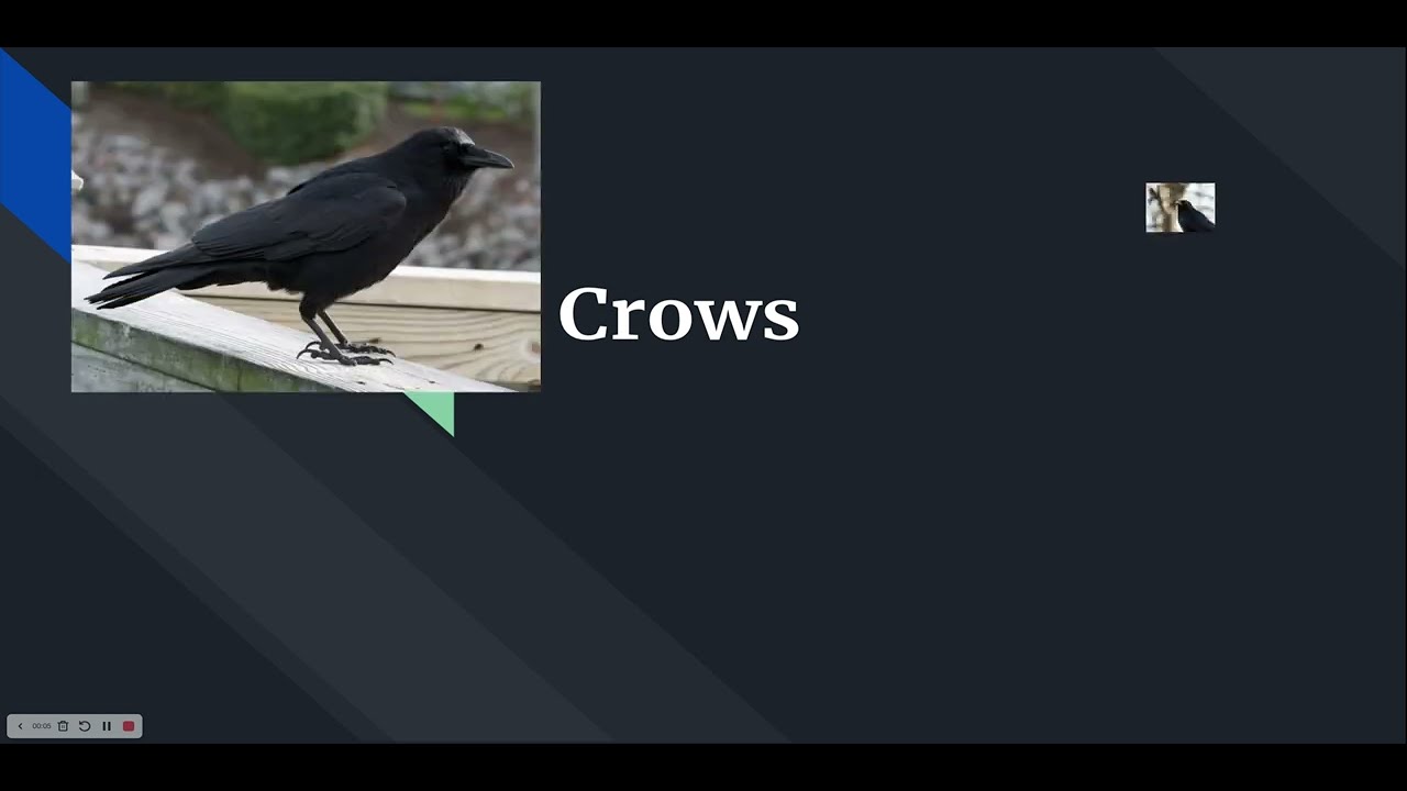 Crows - YouTube