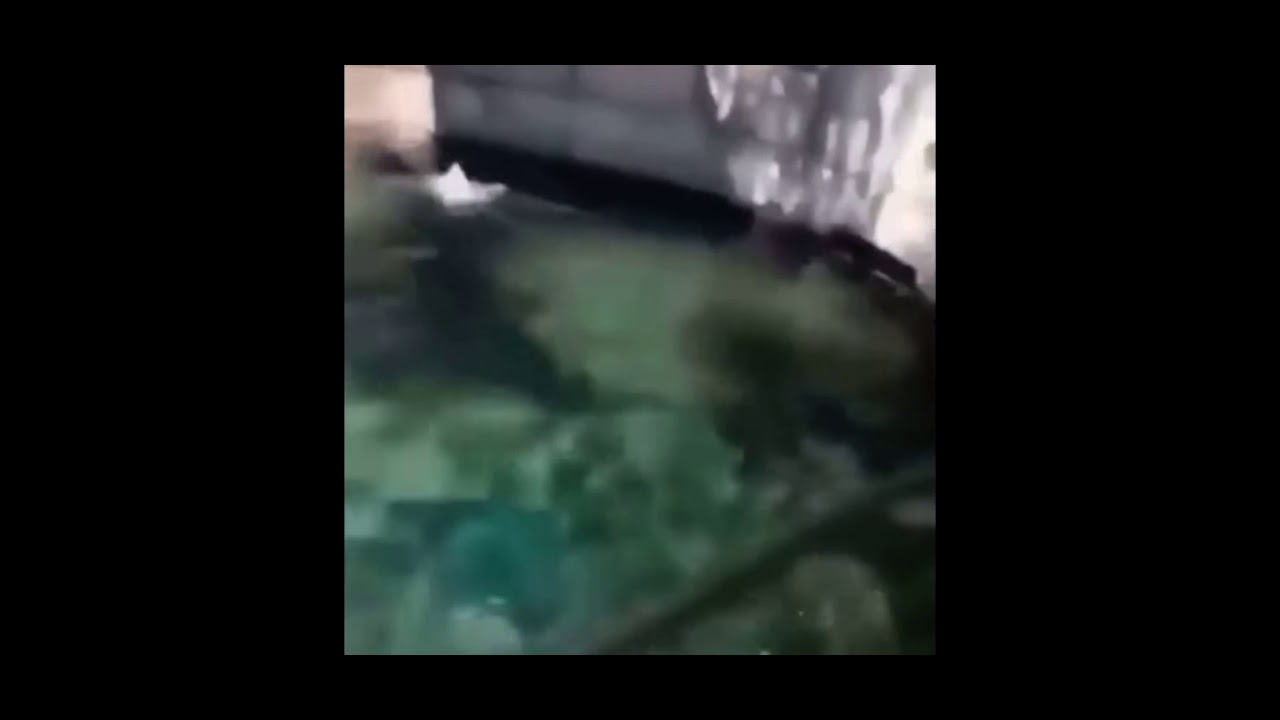 Perfectly cut scream #1 [meme] - YouTube