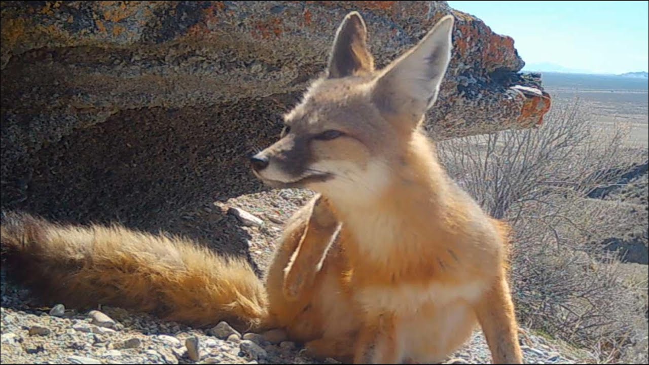 Kit Fox Wary Of Large Birds Of Prey April 2023 - YouTube