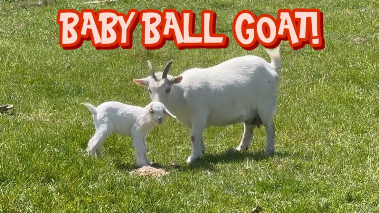 BALL GOAT Gives Birth - FIRST MOMENTS of LIFE! - YouTube