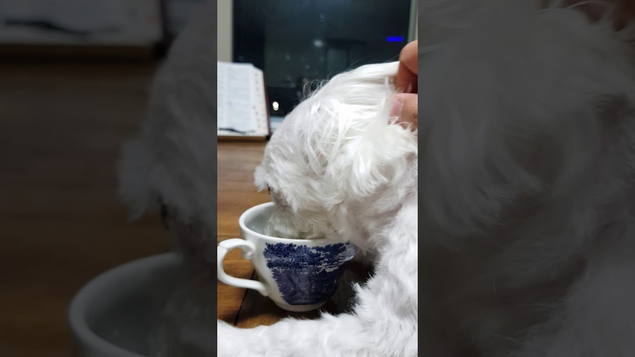 인간의 물을 탐하는 강아지 Dog drinking human's water - YouTube