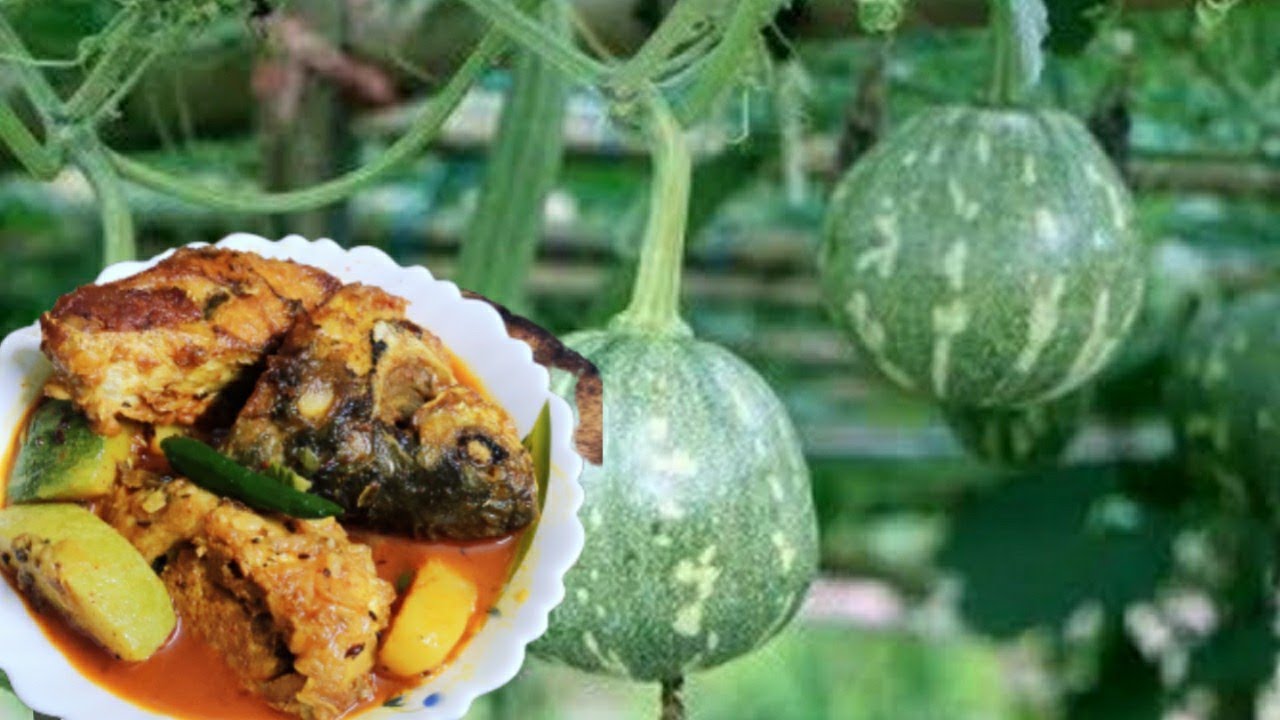 Healthy, tasty and light Sharputi fish recipe with green pumpkin(কচি ...