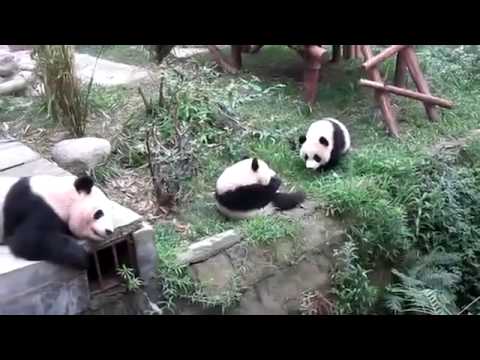 Arkadaşını Tokatlayan Panda