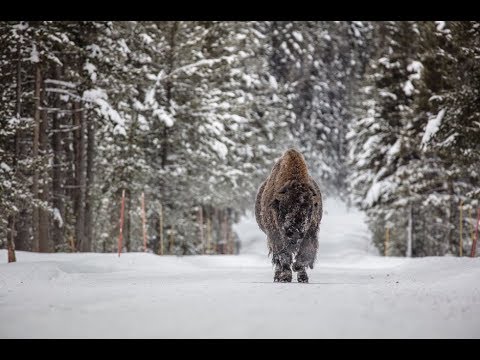 Montana bison hunt outside Yellowstone National Park - YouTube