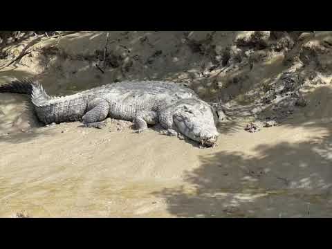 Crocodile Spotting On The Proserpine River In North Queensland ...