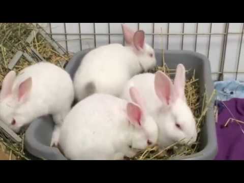 Anderson Pooper from BNN reports on Baby Bunny Rescue - YouTube