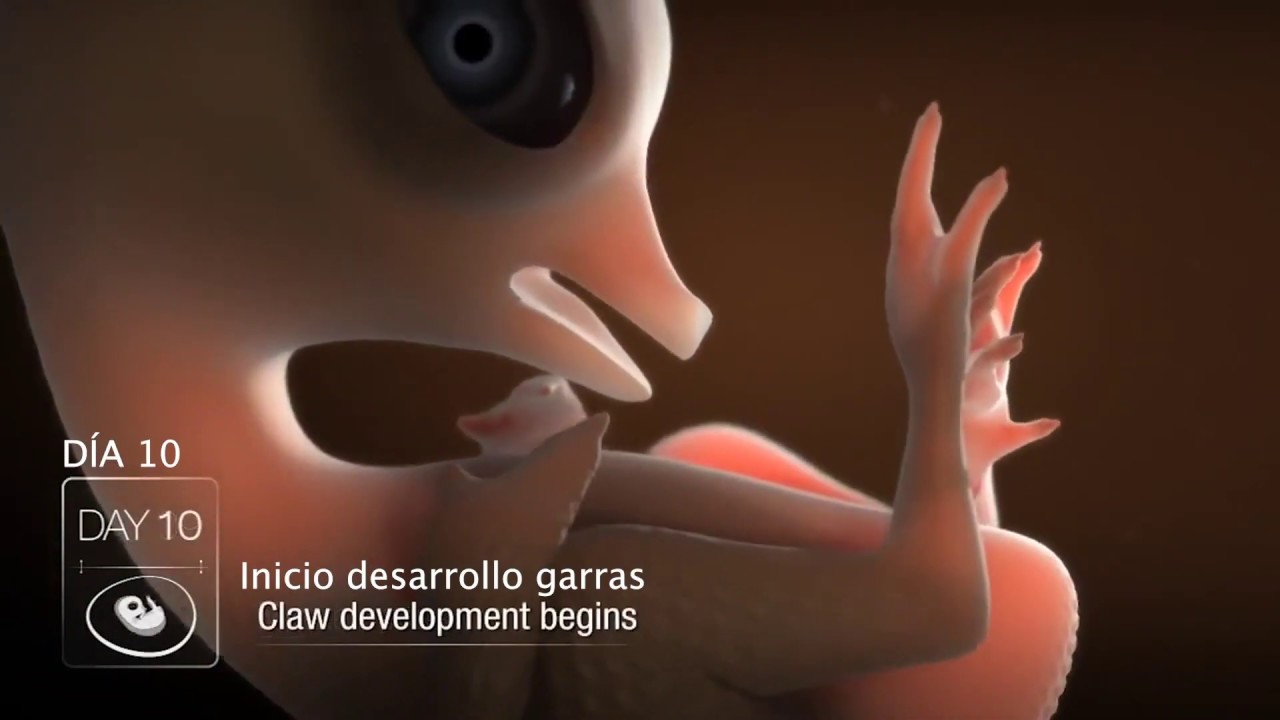 DESARROLLO EMBRIONARIO de un POLLITO desde el EMBRIÓN hasta su ECLOSIÓN ...