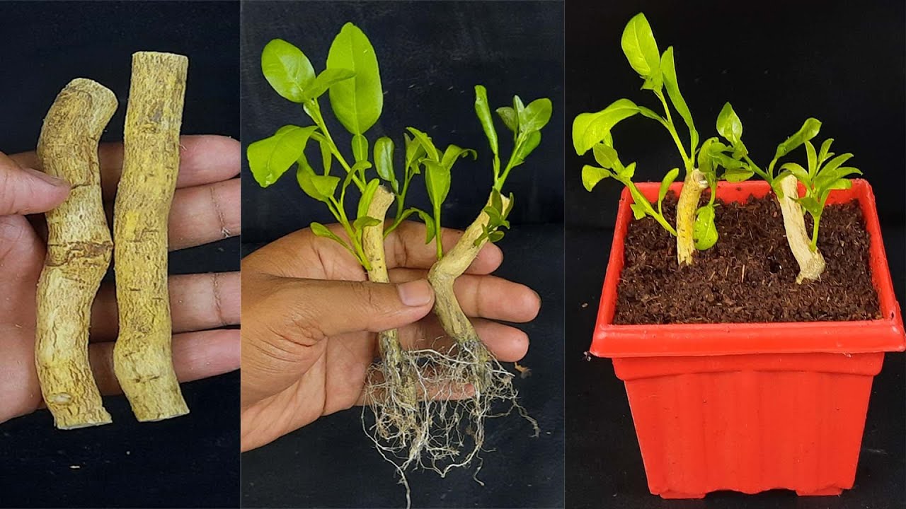 How To Grow/prepare Lemon Tree From Root Easily at home - YouTube