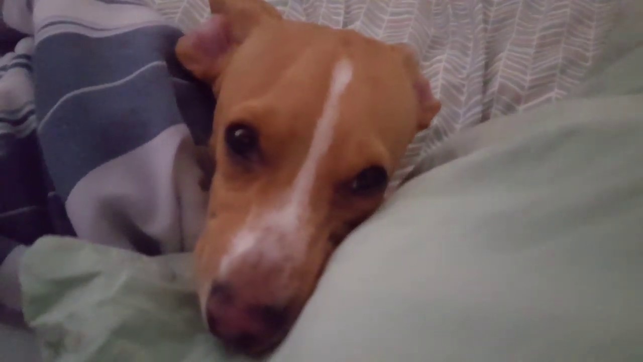 Pebbles Movie - YouTube