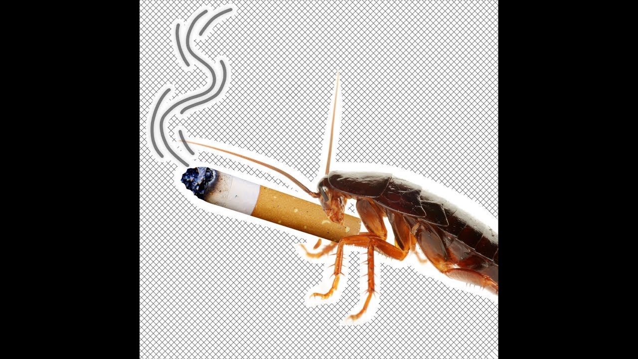5:30am Smoking roaches 🪳 - YouTube