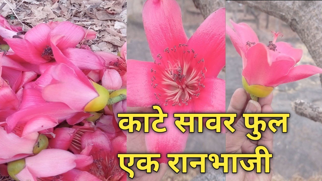 kate savar ful ek ranbhaji. काटे सावर फुल एक रानभाजी. - YouTube
