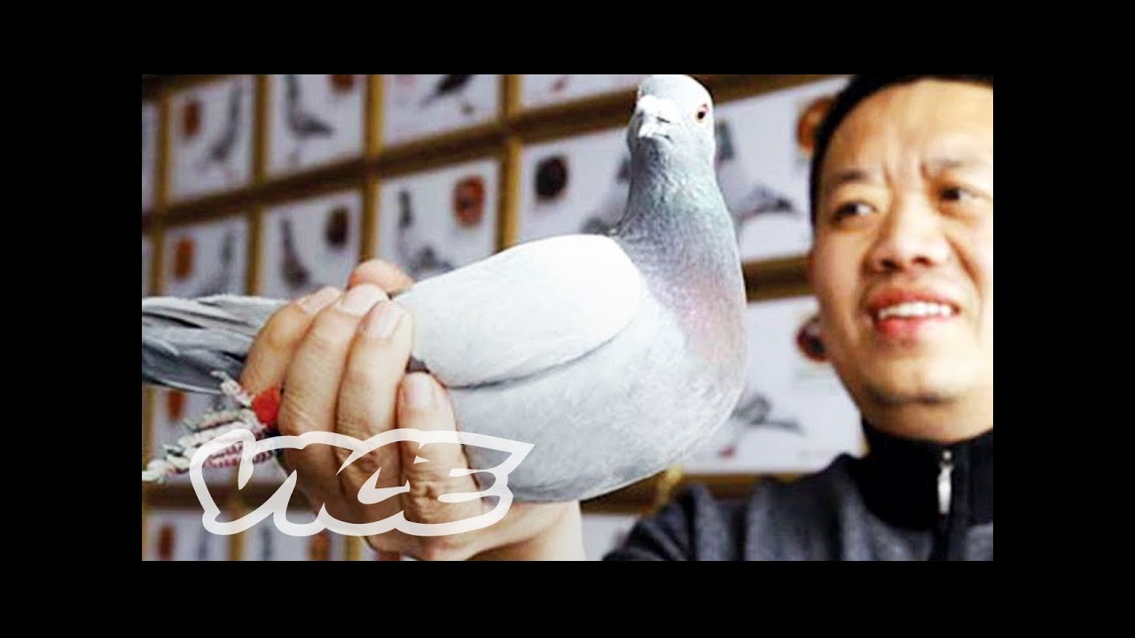 China's Millionaire Pigeon Racers (Part 3/3) - YouTube