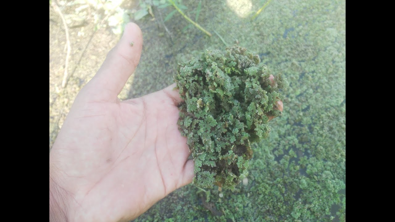 azolla feed cultivation and simple method of natural farming - YouTube