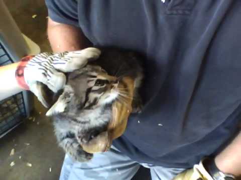 Ferocious Kitten #1 - YouTube