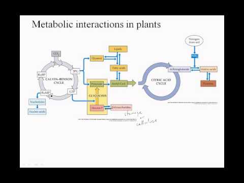 3 09 carbonfixation metabolism - YouTube
