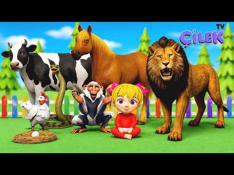 Hayvanlar Şarkısı  | Eğitici ve Eğlenceli Çocuk Şarkısı 🦁🐵 | Çilek TV