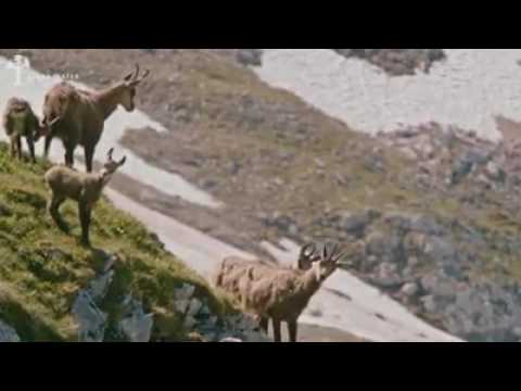 Eagle Catching Sheep - YouTube