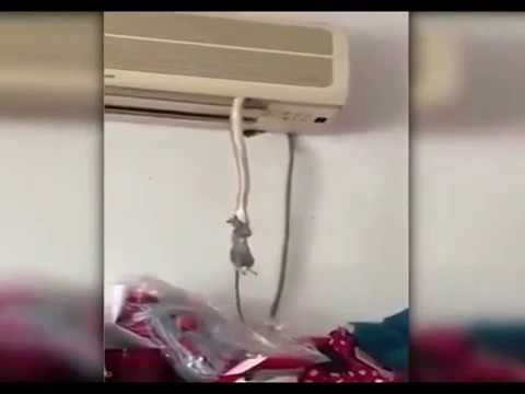 SHOCKING VIDEO : A Snake from AC Catches Rat Mouse | VIRAL VIDEO - YouTube