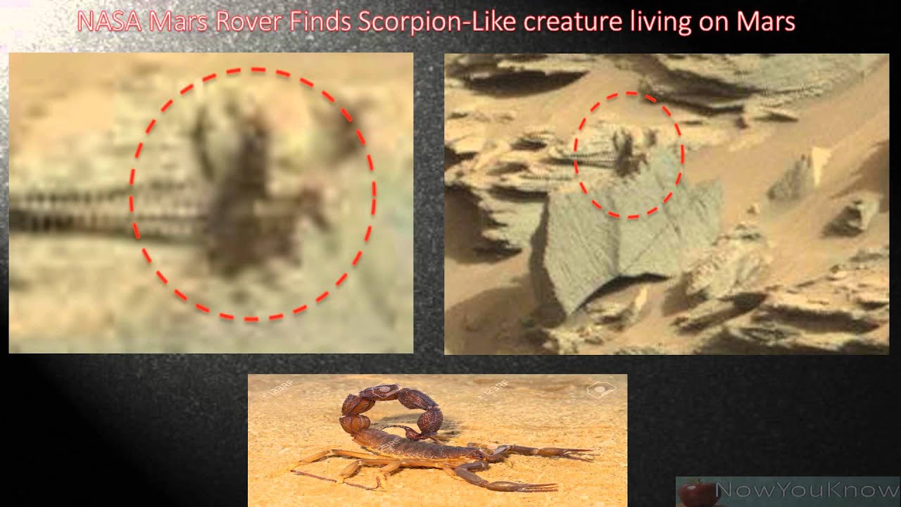 NASA Mars Rover Finds Scorpion-Like Creature Living On Mars - YouTube