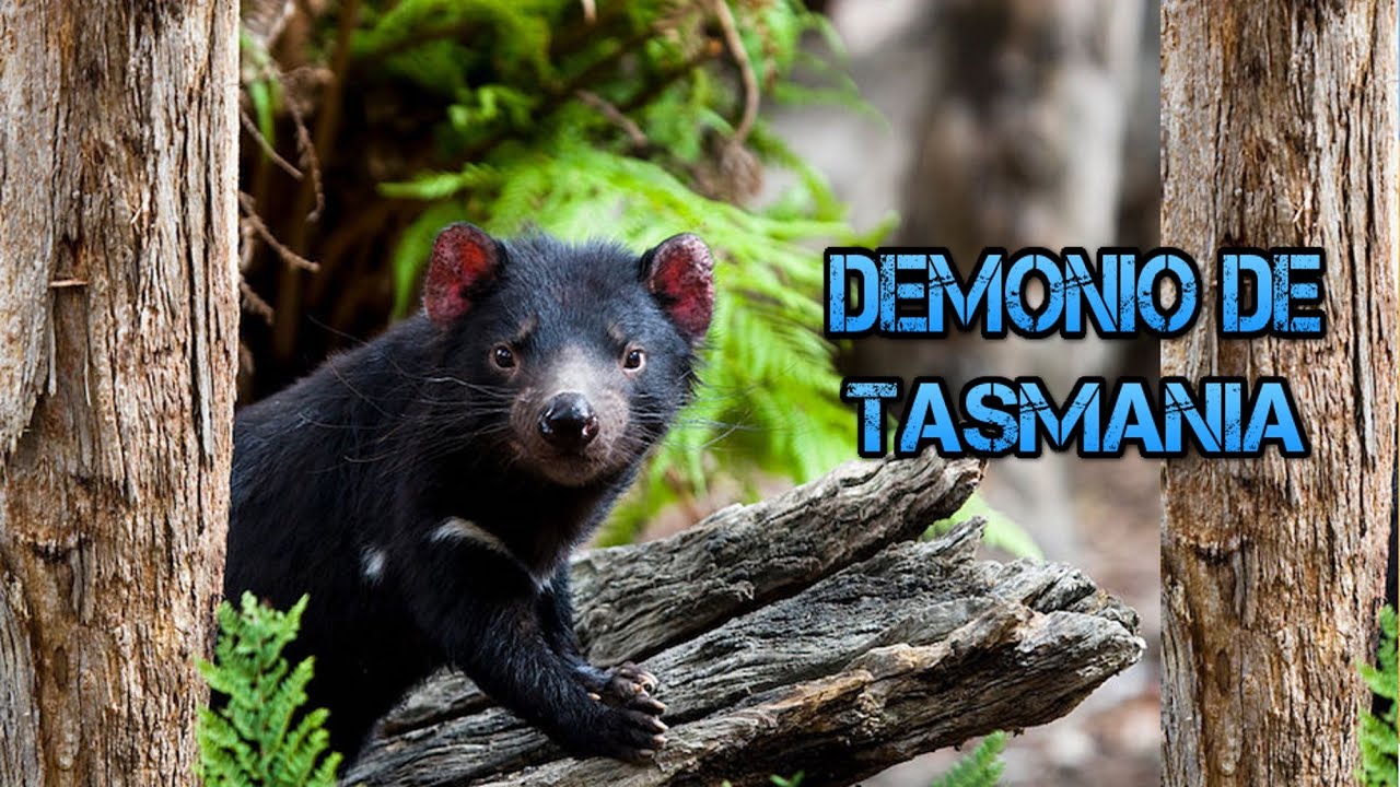 DEMONIO DE TASMANIA / Animales Division Pacifico Sur / 4to Trimestre ...