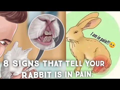 How Do I Know If My Rabbit Is in Pain? Signs and Symptoms to Watch For ...