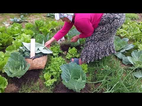 BEN HEP YALANCIYIM ZATEN 😡😡‼️‼️LAHANA SARMALIK‼️‼️