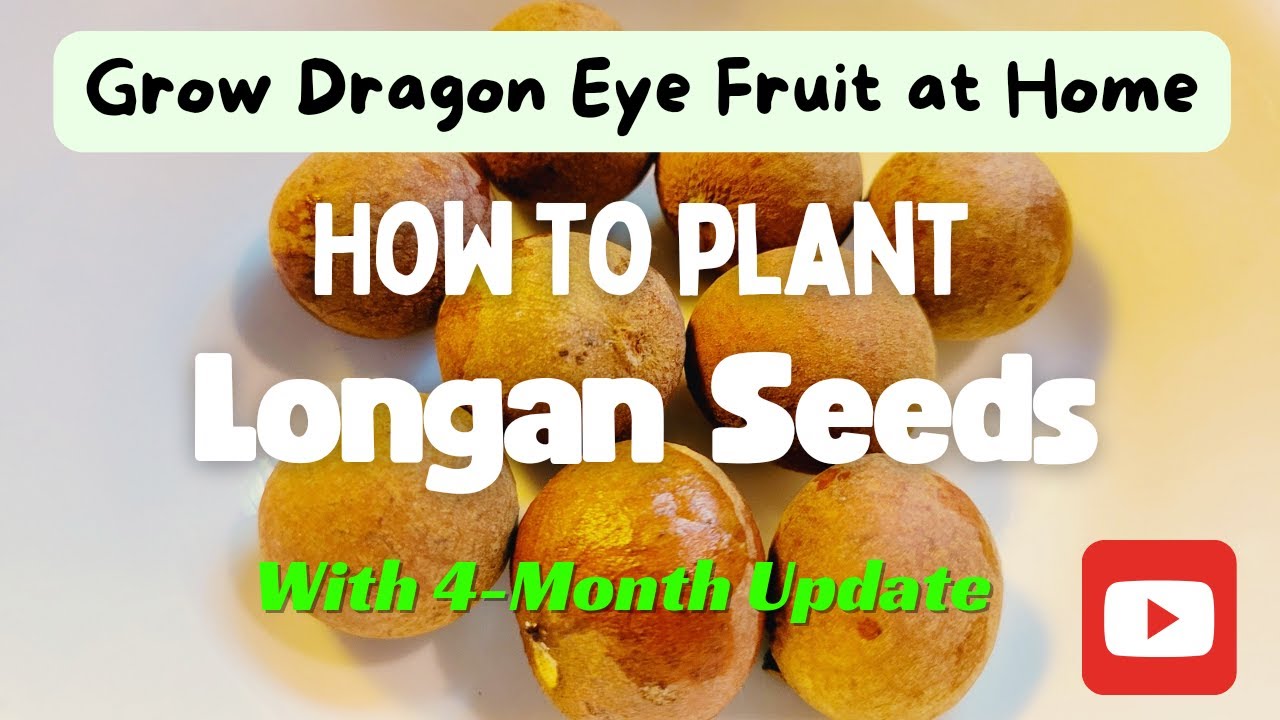 How to Plant Longan Seeds - Grow Longan and eat this Unique Dragon Eye ...