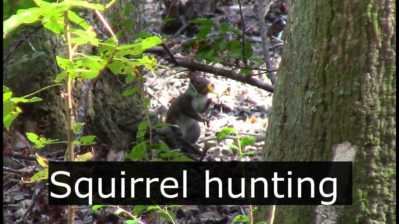 Squirrel Catch and Cook, Squirrel HOT WINGS!! Easy squirrel cleaning ...
