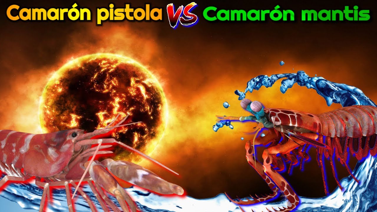 Camarón pistola VS Camarón mantis - YouTube