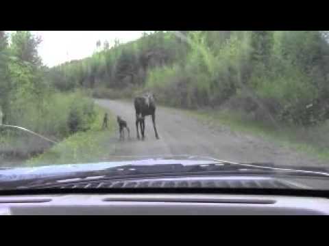 Cow moose attacks truck on MSN Video - YouTube