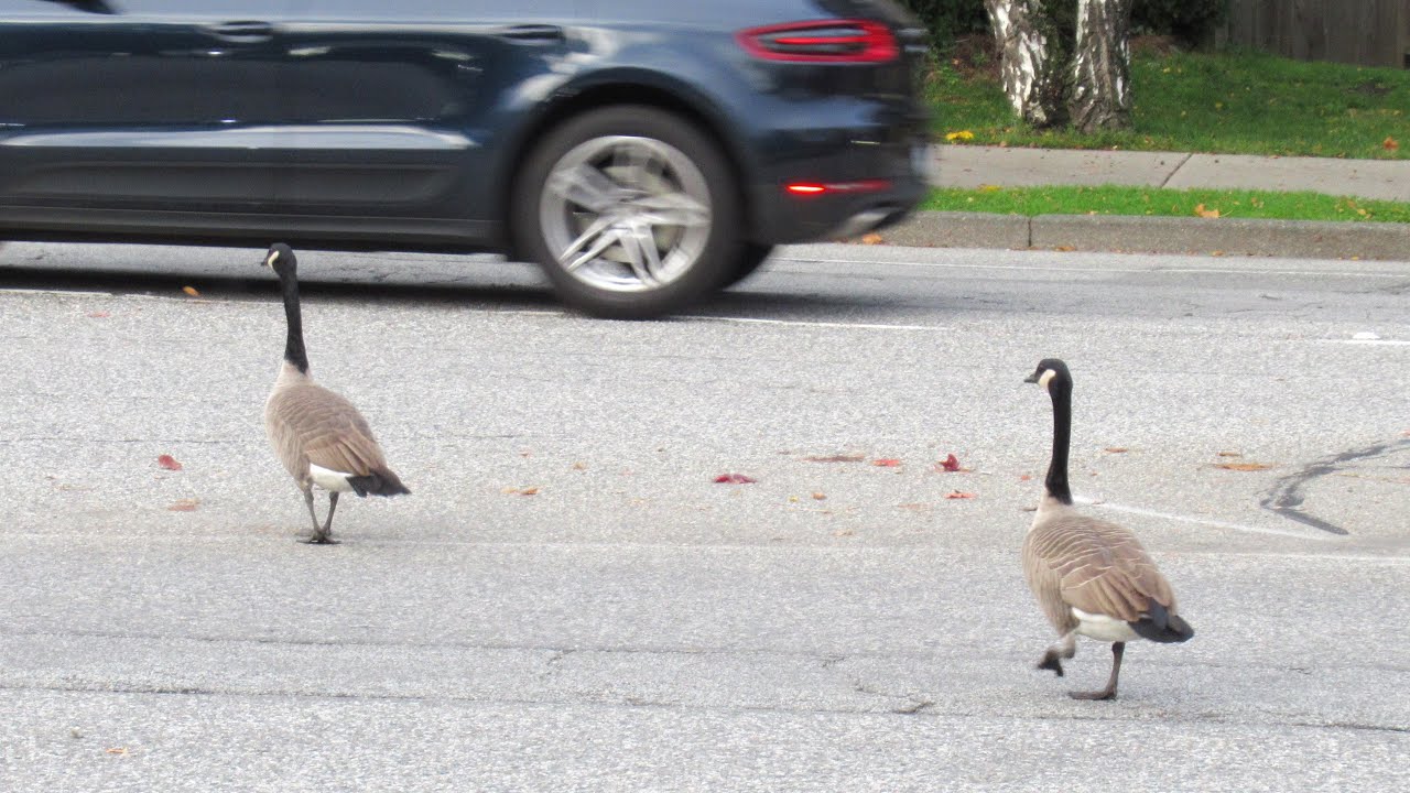 Crazy Canada Geese High Risk Road Crossing - YouTube