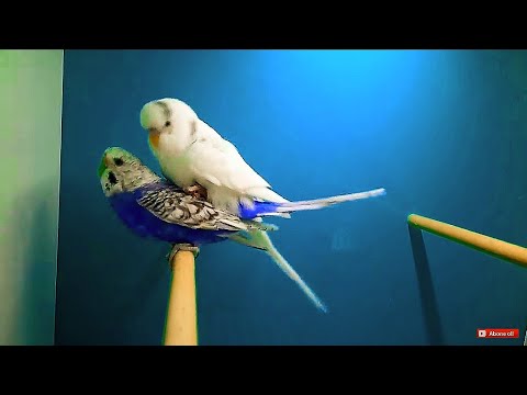 Video Çekerken Kuşlarımız Çiftleşti (ÇEKİLİŞ DUYURUSU)